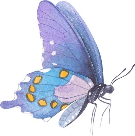 صور فراشات للتصميم والتحميل Canva