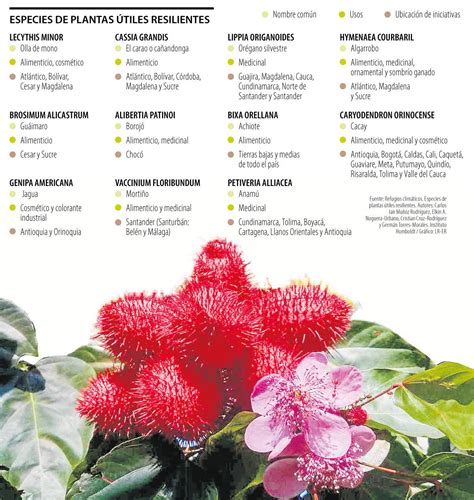 Cules Son Los Tipos De Plantas Que Existen En El Mundo