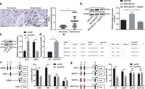 Transcription Factor Klf2 Enhances The Sensitivity Of Breast Cancer
