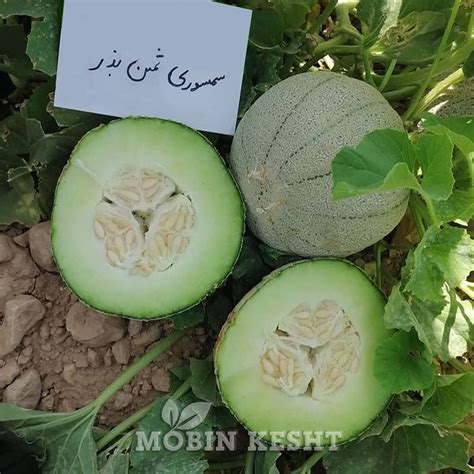 بذر طالبی سمسموری ثمین بذر مبین کشت