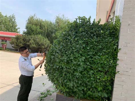 修剪绿植 工作瞬间