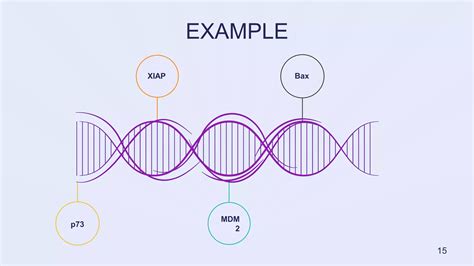 Apoptosis The Intrinsic Pathway Pptx Genetics Science