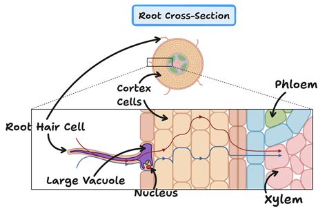 Root Hair Cells Biology Cambridge Cie Igcse Revision Notes