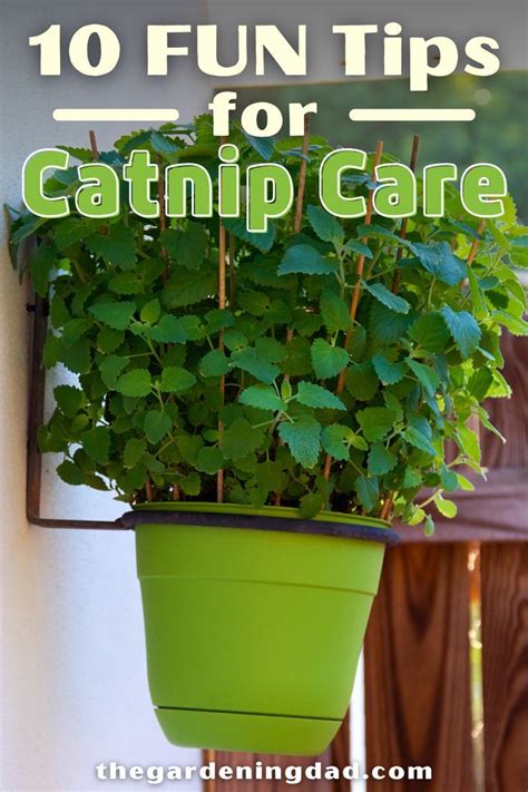 10 Easy Tips How To Grow Catnip Artofit