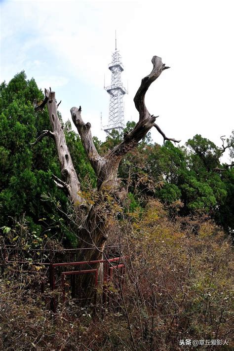 章丘新八景錦屏翠柏幾棵已經乾枯猶如大漠胡楊 每日頭條