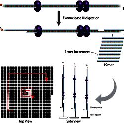 Schematic Of Tiling Array Design