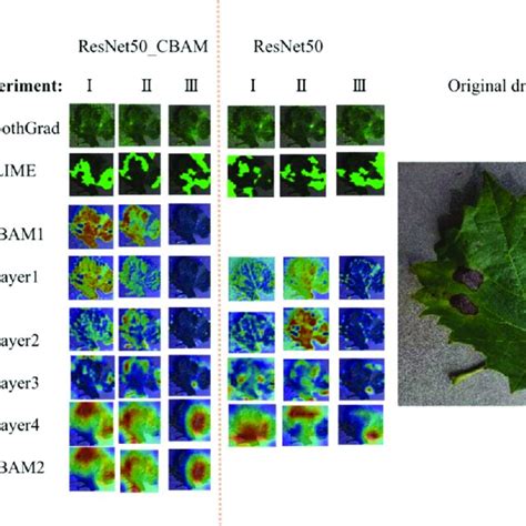 Comparison Of The Same Disease Picture In Model Resnet50 Cbam And Download Scientific Diagram