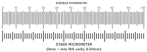 Stage Micrometer Definition Principle Parts Procedure Applications Biology Notes Online