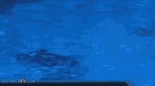 Whales Jumping S Tenor
