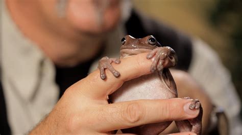 Những Bí Mật Về Ếch Cây Baby Dumpy Thông Tin Thú Vị Thủ Thuật 5 Sao