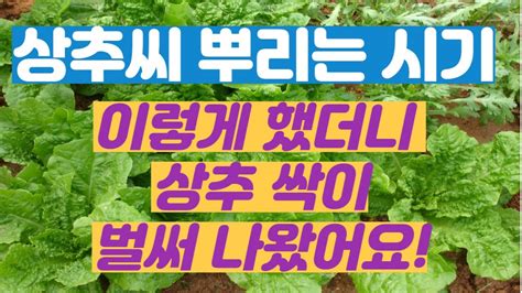 상추 씨 뿌리는 시기 상추씨 파종 상추 씨를 언제 뿌리면 빨리 상추를 먹을 수 있을까요 Youtube