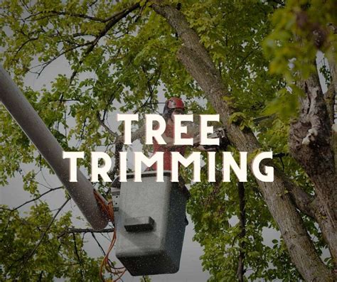 Affordable Tree Service Columbia MO Columbia Tree Co