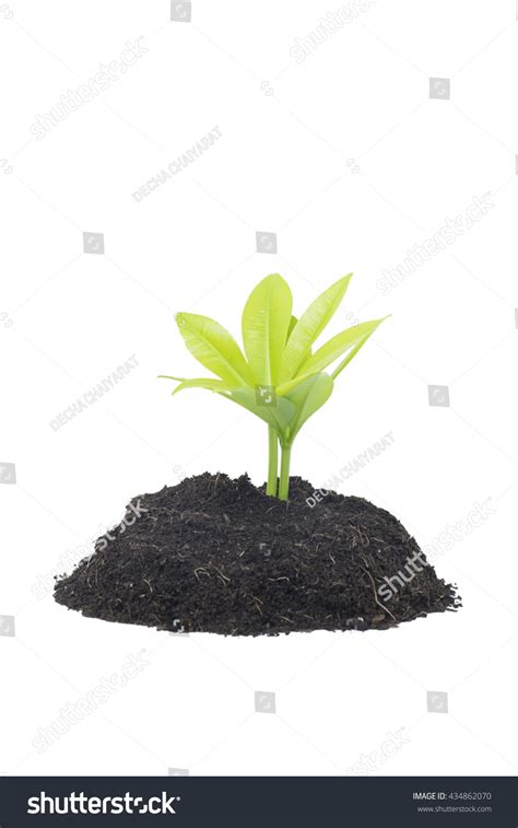 Tree Growing On Soil White Background Stock Photo Shutterstock