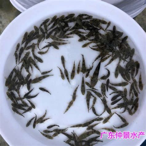 江西鹰潭彩虹鲷鱼苗出售江西吉安红罗非鱼苗批发