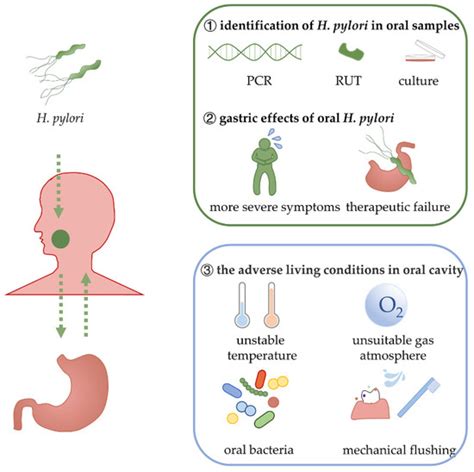 Helicobacter Pylori In The Oral Cavity Current Evidence And Potential Survival Strategies