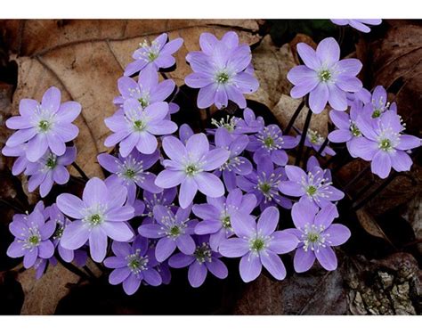 20 Hepatica Bulbsroot Systemhepatica Acutilobasharp Etsy
