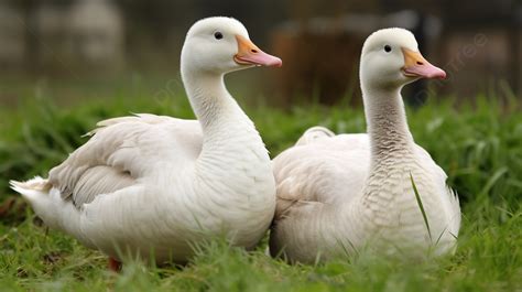 Photos Of White Geese At Susan Lebrun Blog