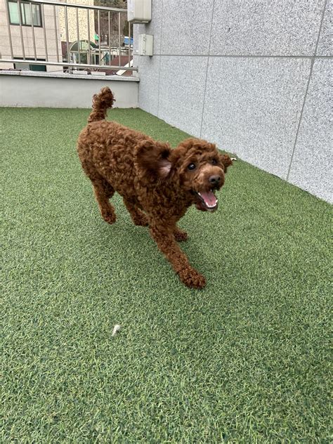 푸들쵸코 강아지책임무료분 강아지분양 고양이분양 컴투펫 시츄 셔틀랜드쉽독 말티푸 미니핀 치와와 요크셔테리어 포메라니안 말티즈 분양