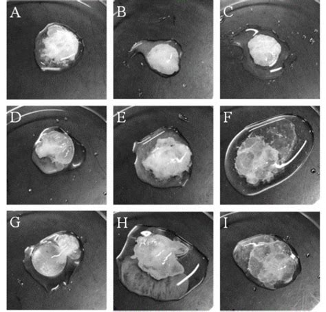 含多羧基小分子的透明质酸物理水凝胶 透明质酸 N 异丙基丙烯酰胺复合水凝胶 知乎