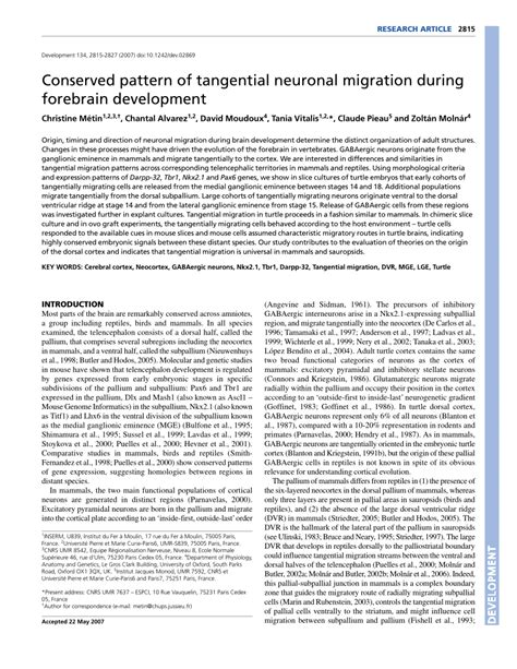 Pdf Conserved Pattern Of Tangential Neuronal Migration During