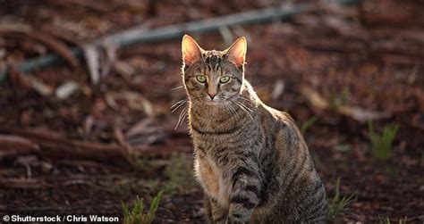 Feral Cats Hunting