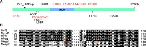 Earlier And Broader Roles Of Mesp1 In Cardiovascular Development Pmc