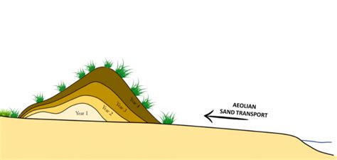 How Can Aeolian Sand Transport Protect Our Coastline Polder2c