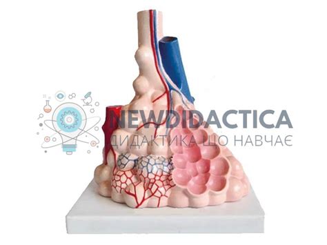 Модель будови альвеол людини