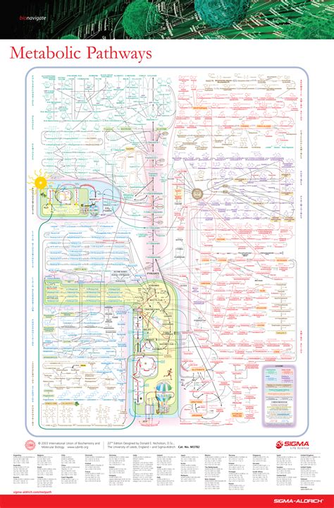 Metabolic Pathways Sigma Towards Life Knowledge