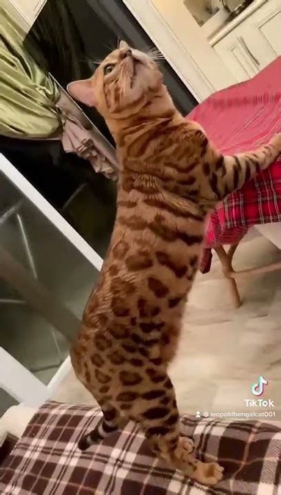 ბენგალური კატა King Leopold Bengal Cat Youtube