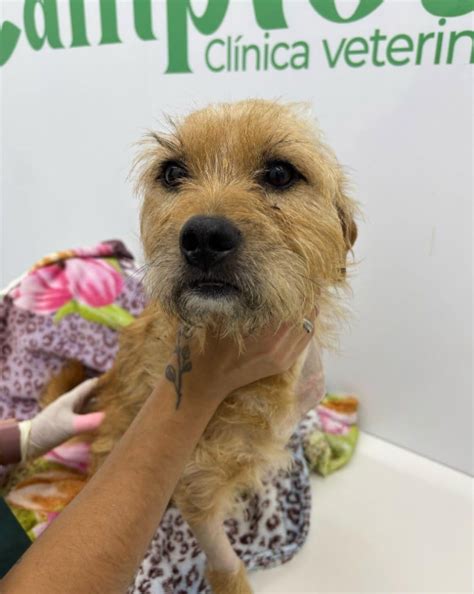 Animal Welfare Success Story Pasqual Cuddly