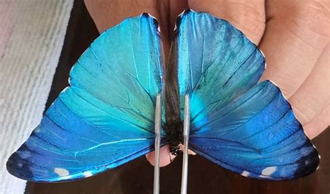 148 Is Nymphalidae Ebay