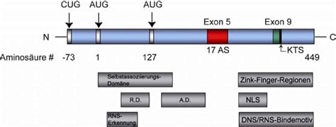 Abb 11 Schematische Darstellung Des Wt1 Proteins Nach Scharnhorst
