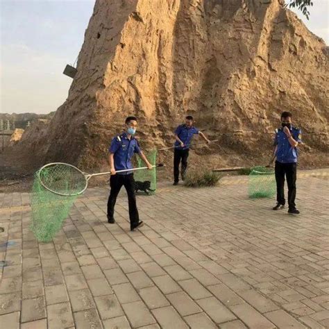 白银区城管执法局 整治犬类乱象 让城市更文明进行管理水平市民