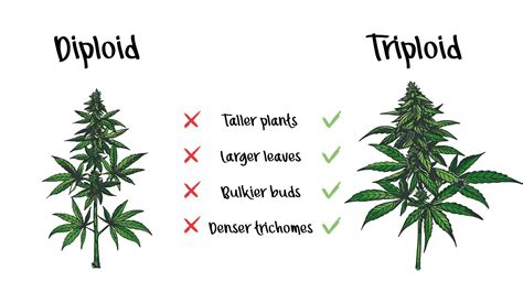 The Potential Of Triploid Genetics In Revolutionizing The Cannabis Industry Fast Buds