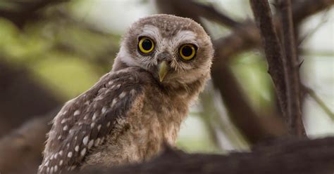 [100 ] Cute Owl Pictures