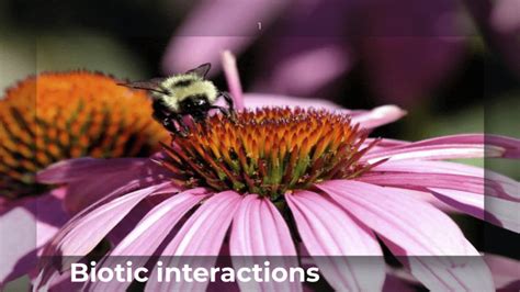 Biotic Interactions Ecology Presentation
