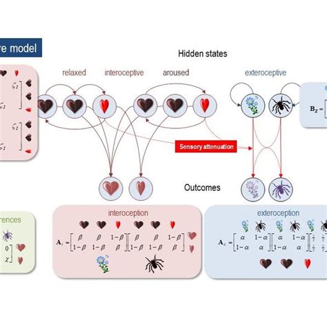 Computational Neuroanatomy Of Interoception The Schematic Above Download Scientific Diagram