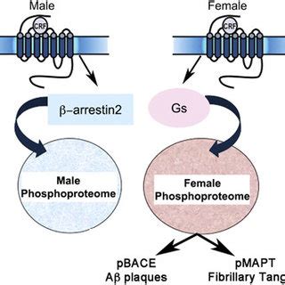 Schematic Depicting How Excessive CRF Can Promote AD Related Pathology Download Scientific