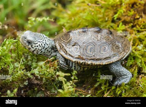 Northern Diamondback Terrapin
