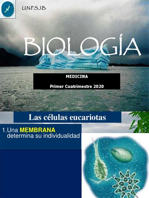 Celula Eucariota Membrana Plasmatica 2020 Pdf Bicapa Lipídica