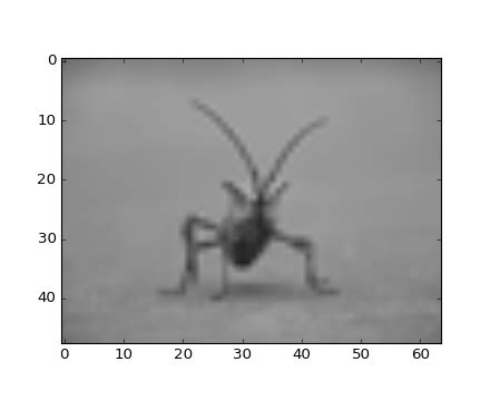 Image Tutorial Matplotlib Documentation