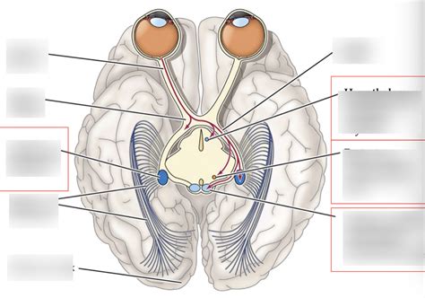 Visual Pathways Diagram Quizlet