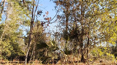 Solo Piss On Side Of The Road While Ignoring Phone Call Public Nudity