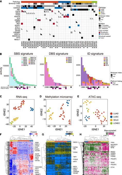 genotype phenotype mapping of a patient derived lung cancer organoid