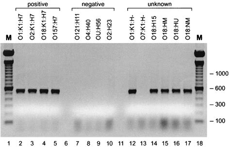 Pcr Detection Of The H7 Flic Variant In Phylogenetically Diverse E