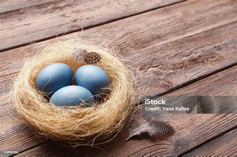 나무 배경에 둥지에 있는 세 개의 파란 달걀 봄의 상징 기독교의 종교 부활절 카드 깃털이 달린 둥지에 히 비 스커 스로 칠한 세 개의 파란 부활절 달걀 복사 공간 3가지