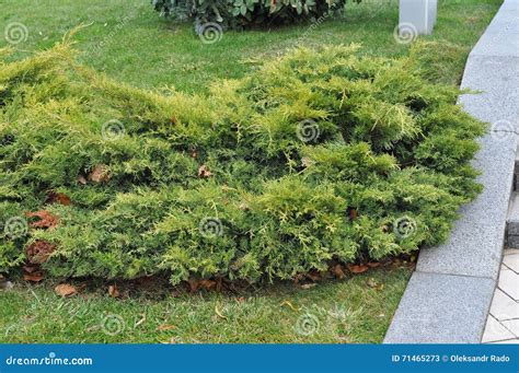 Juniper Scale Carulaspis Juniperi On Juniper Juniperus Spp Stock