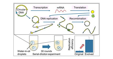 Dna Replication Transcription And Translation Chart