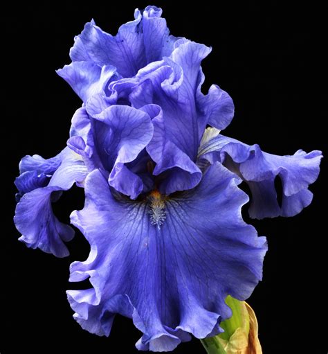 Blossom Botany Color Free Photo On Pixabay